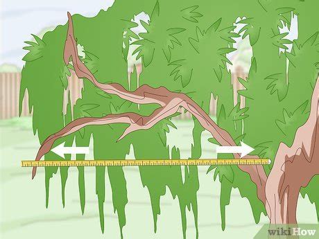 How To Fertilize Trees Steps With Pictures WikiHow