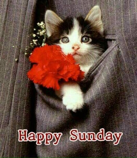 Pin By PT On 07 Happy Sunday Good Morning Cat Morning Cat Happy Sunday
