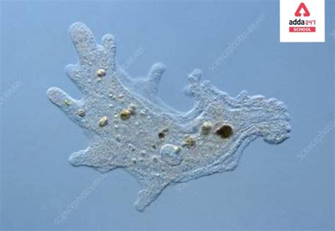 Amoeba Cell Diagram Classification Nutrition