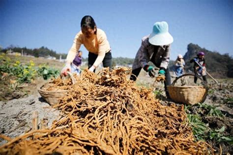 七星关区人勤春来早 春耕正当时 种植 燕子口镇 阳荷