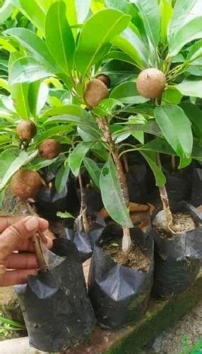 Kalipatti Well Watered Chiku Fruit Plant At ₹ 200piece In Hyderabad