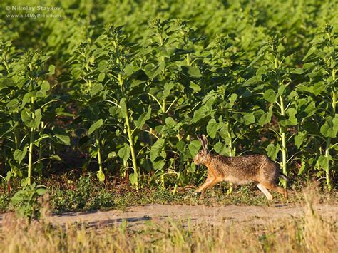 Див заек Lepus Europaeus Birds Photographer Nikolay Staykov