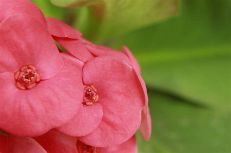 가시 또는 그리스도 가시 꽃의 크라운의 닫기 유포르비아 밀리 붉은 색 가시 꽃의 왕관입니다 가시가 있는 붉은 꽃 유포르비아