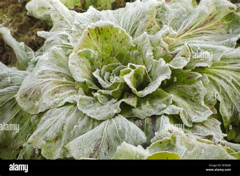 Salat Nach Einer Kalten Nacht Im Winter Frost Stockfotografie Alamy