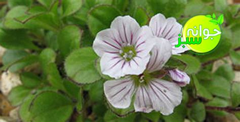 گیاه چوبک و خواص و نحوه استفاده از آن آموزشگاه جوانه سبز