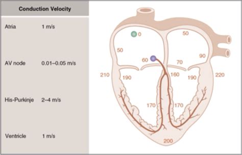 04 Cardiac Function And Cardiac Cycle Flashcards Quizlet
