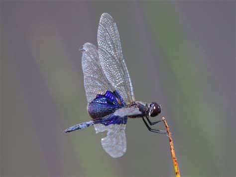 Phantom Flutterer Rhyothemis Semihyalina Bdi