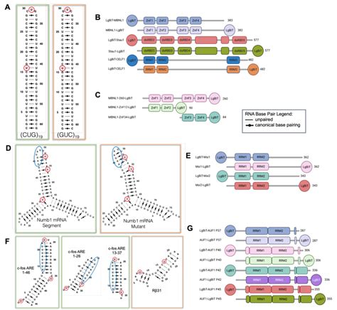 Model Mrna Protein Interactions Green Boxes Represent Target Rna Download Scientific Diagram