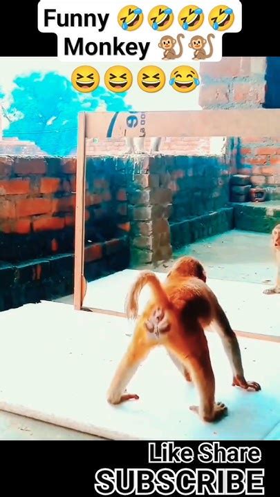 Funny Monkey 😂😂😂😂🐒🐒🐒shorts Youtubeshorts Viral Monkey Funny Youtube