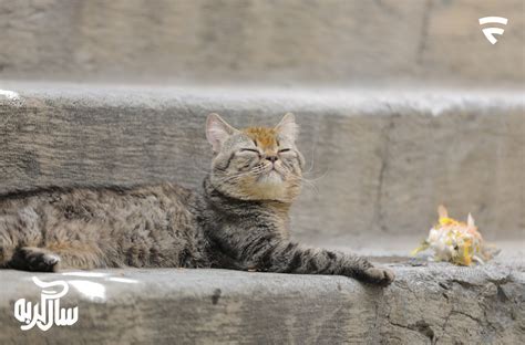 عکس های فیلم سال گربه فیلم‌ نت نیوز