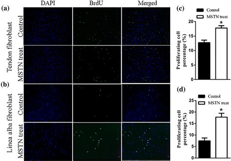 Brdu Proliferation Assay To Detect The Proliferation Rate Of Tendon And