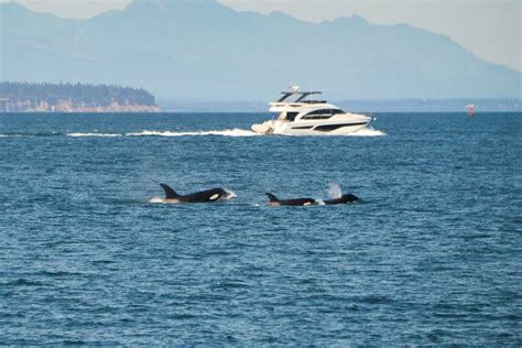 Pod Of 20 Killer Whales Attacks Ship And Shakes It Like A Nutshell