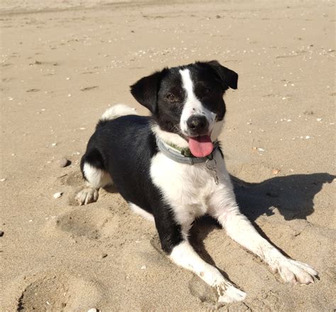 Firebase Push Notification