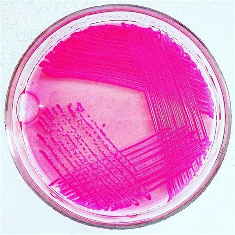 Citrobacter Antibiotic Sensitivity