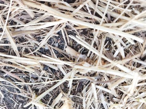 Premium Photo Grass Natural Texture