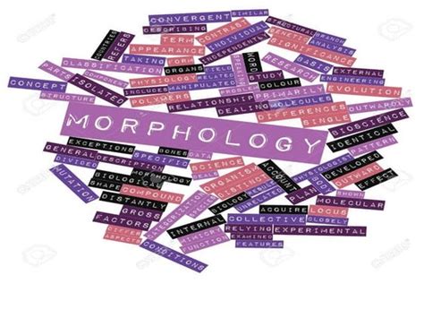 Morphologypptx