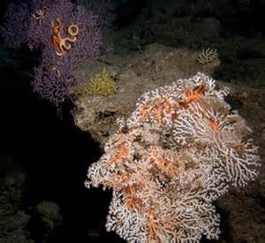 Understanding Deep Sea Corals With A Focus On The Hawaiian Archipelago