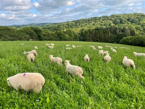 The Farm Net Zero Sheep Conference Farm Carbon Toolkit
