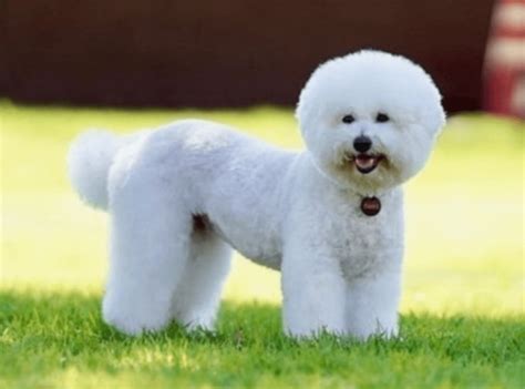 비숑 프리제 분양 가격 수명 단점 성격은 어떨까