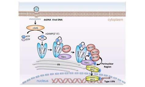 Bcl10 Phosphorylation Dependent Droplet Like Condensation Positively