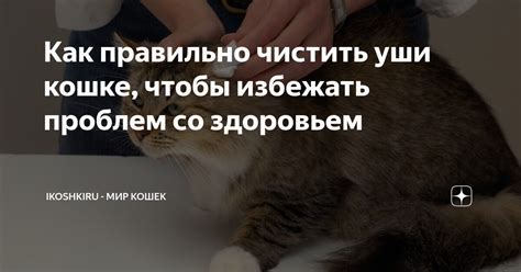 Как правильно чистить уши кошке чтобы избежать проблем со здоровьем