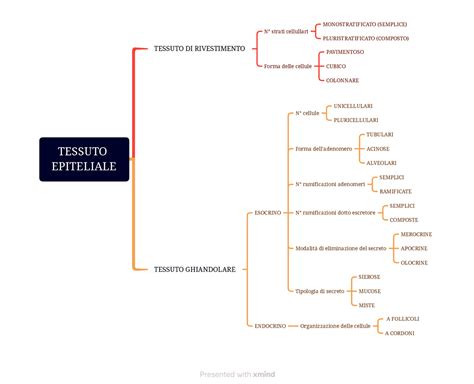 Il Tessuto Epiteliale Schemi E Mappe Concettuali Di Anatomia Docsity