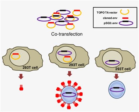 Cloned Env In A Mammalian Expression Vector Lacking 850x679 Png