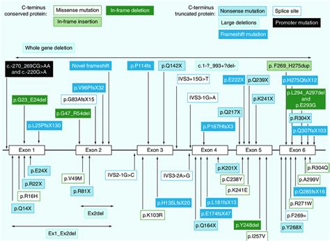 Representation Of Each Known Mutation Identified To Date Within The Download Scientific Diagram