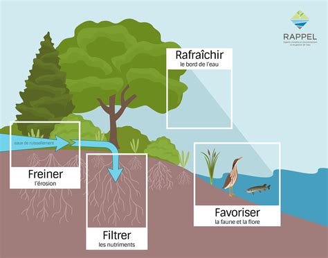 Bande Riveraine Et Aménagements Artificiels Rappel