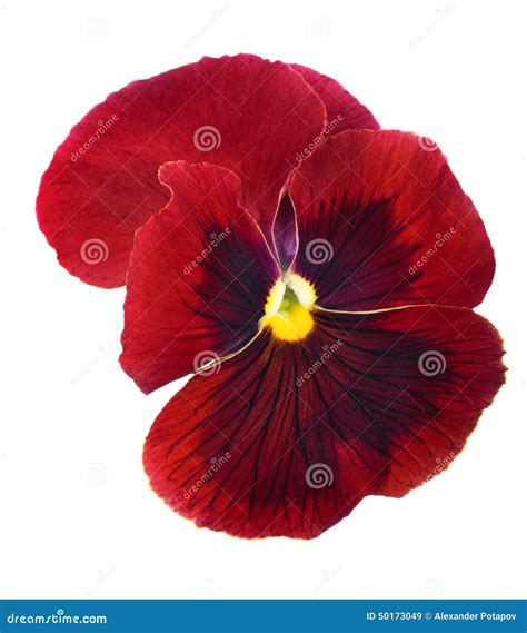 Красное цветение Pansy изолированное на белизне Стоковое Изображение