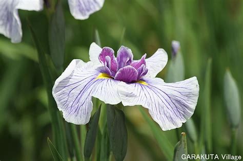 岩国・城山花菖蒲園と吉香花菖蒲園の花菖蒲 2011iwakuni Shiroyama Iris Garden Kikko Iris