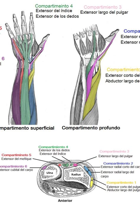 Compartimentos De Los Tendones Extensores De La Muñeca Anatomía