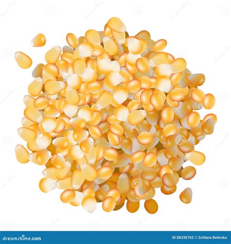 Corn Seeds Vector Cartoon Flat Illustration Isolated On White