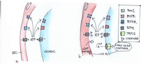 Satellite Glial Cells