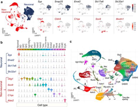 Cell Type Annotation Of The Integrated Reference Dataset Of Young Adult Download Scientific