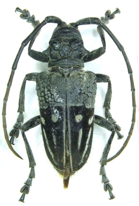 Cerambycidae Genus Thumbnails