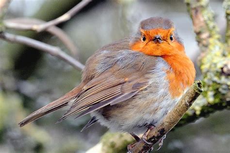 Nature Notes Robins Sing Out To Rivals