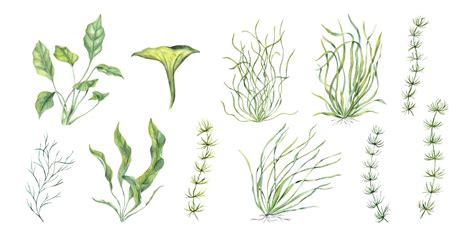Premium Vector Sea Plant Set Aquarium Grass Of Different Types Algae
