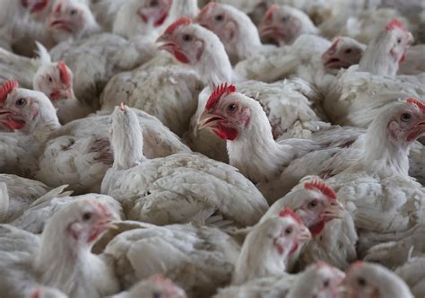 Oregon Confirms States First Human Case Of H5n1 Bird Flu In Clackamas