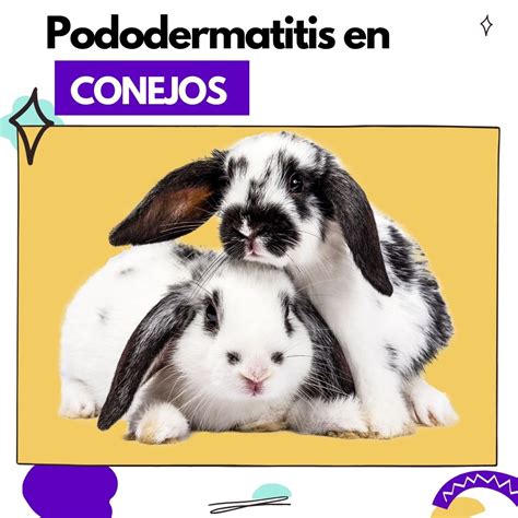 Pododermatitis En Conejos 🐰⁣ Instituto De Vida Silvestre