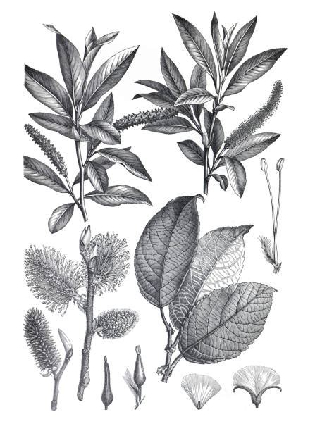 80 Weeping Willow Tree Drawing Stock Illustrations Royalty Free