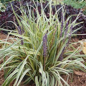 Liriope Muscari Silvery Sunproof Kiefer Nursery Trees Shrubs