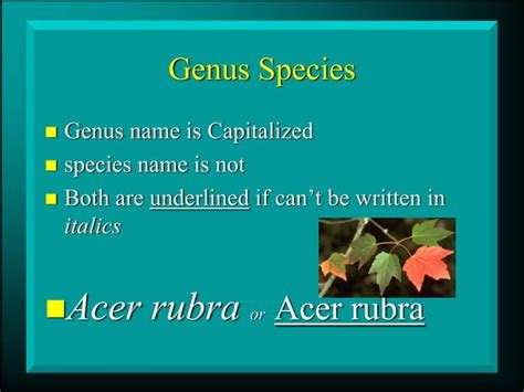 Plant Classificationpdf Gardening Home And Garden