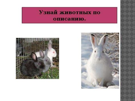 Домашние животные 1 класс презентация доклад проект скачать
