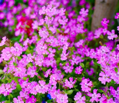 600x Sibella Carmine Seeds Silene Pendula Double Flower Annual