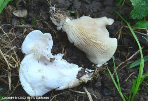 MycoDB Photos De Champignons Crepidotus Autochthonus