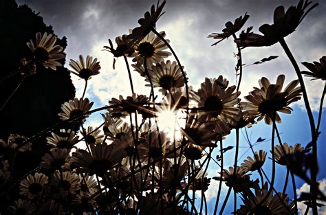 Free Images Tree Nature Branch Light Plant Sky Sunset Sunlight