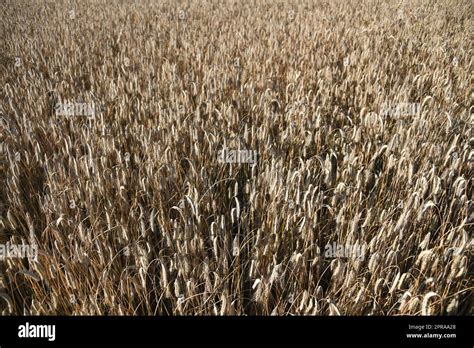 Barley Cereals Make A Major Contribution To Feeding The Worlds