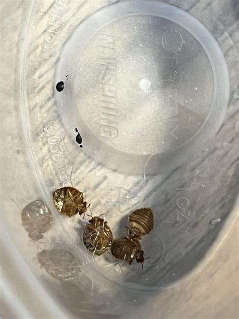 Are These Bat Bugs Or Bed Bugs Rinsects