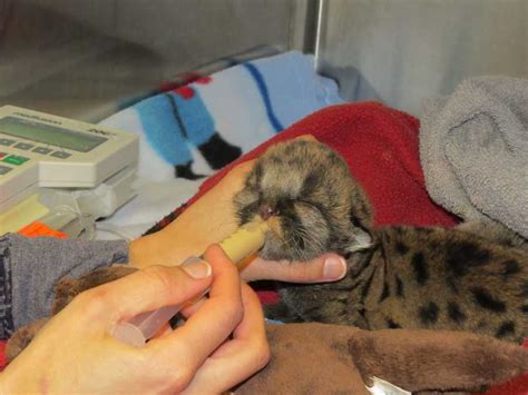 Images Florida Panther Kitten Rescued
